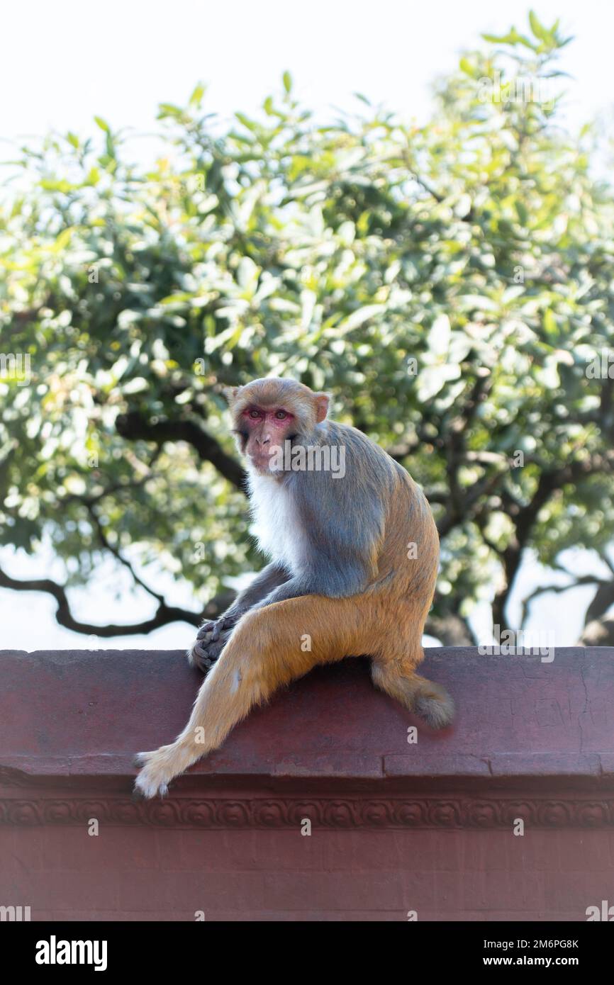 Monkey posing for a photo sitting on the wall in monky temple kathmandu ...