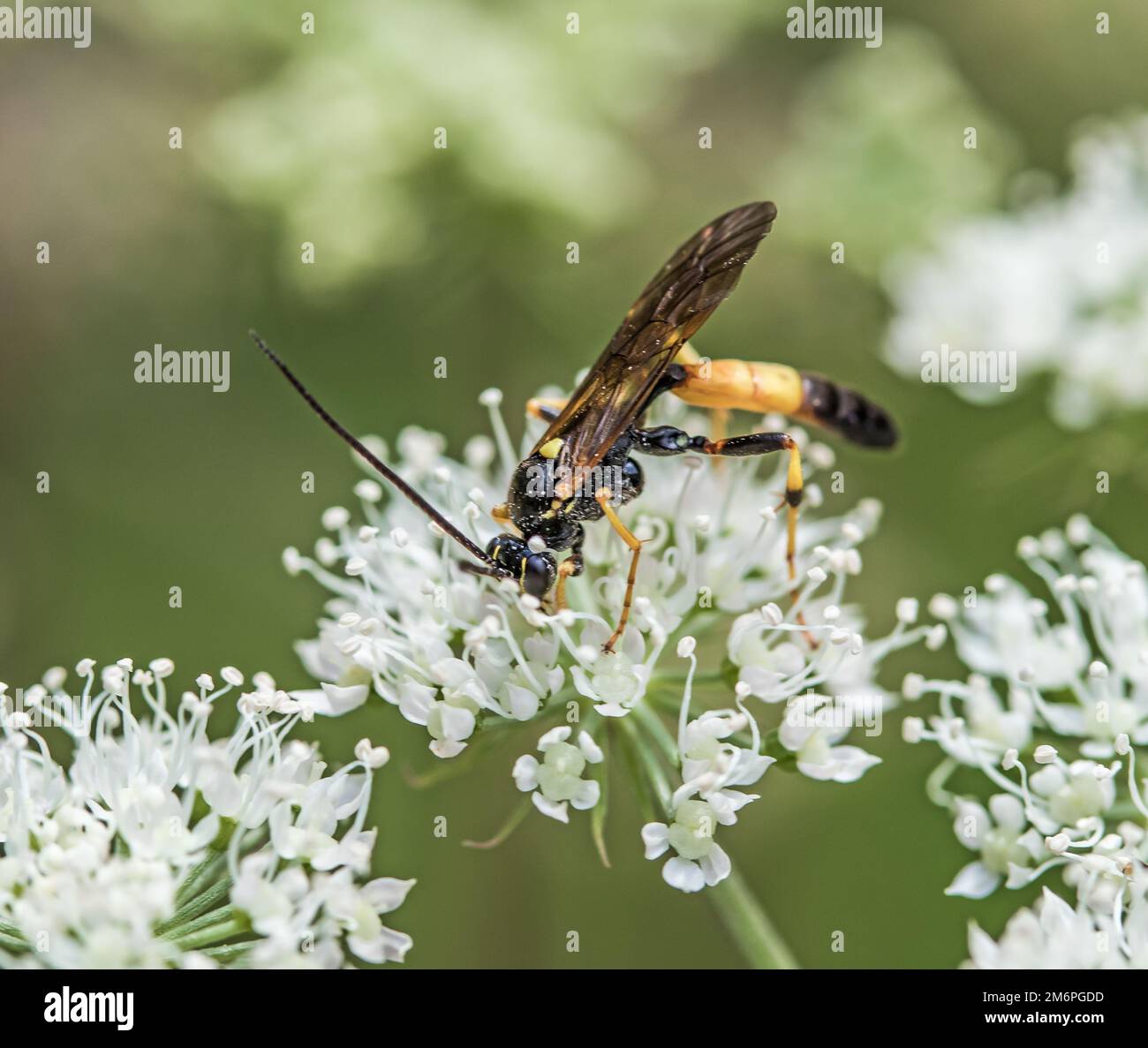 Ichneumon extensorius' ichneumon wasp Stock Photo - Alamy