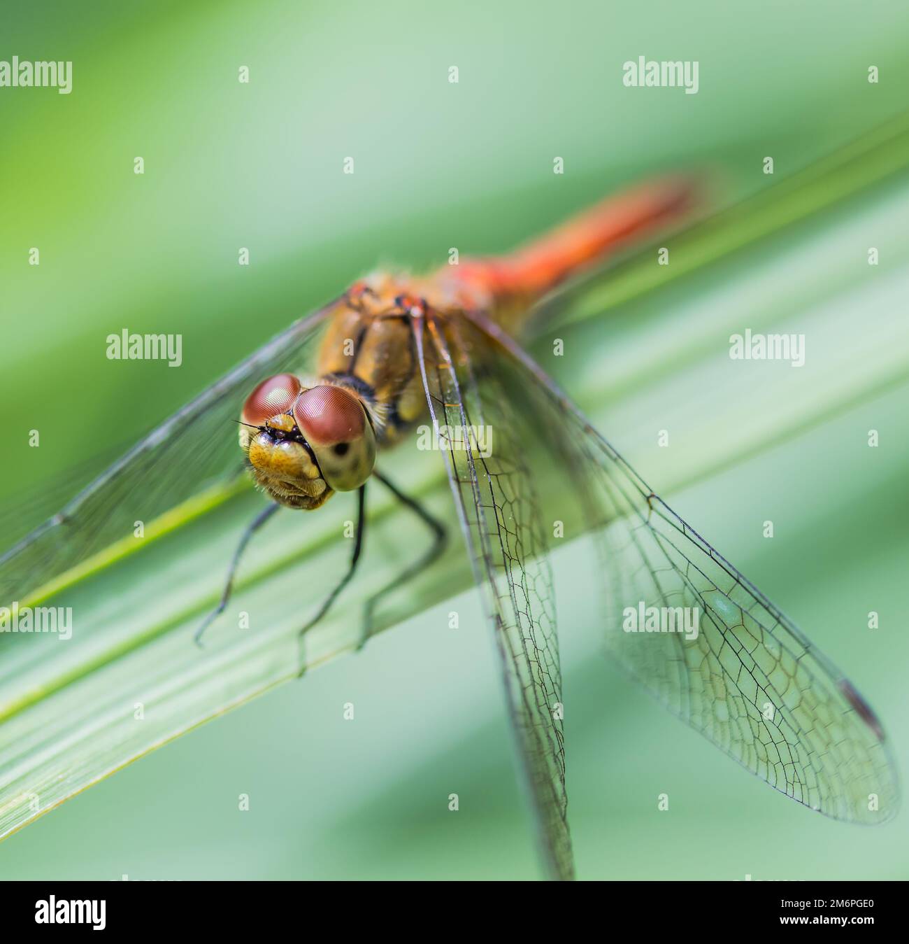 Sympetrum sympetrum hi-res stock photography and images - Alamy