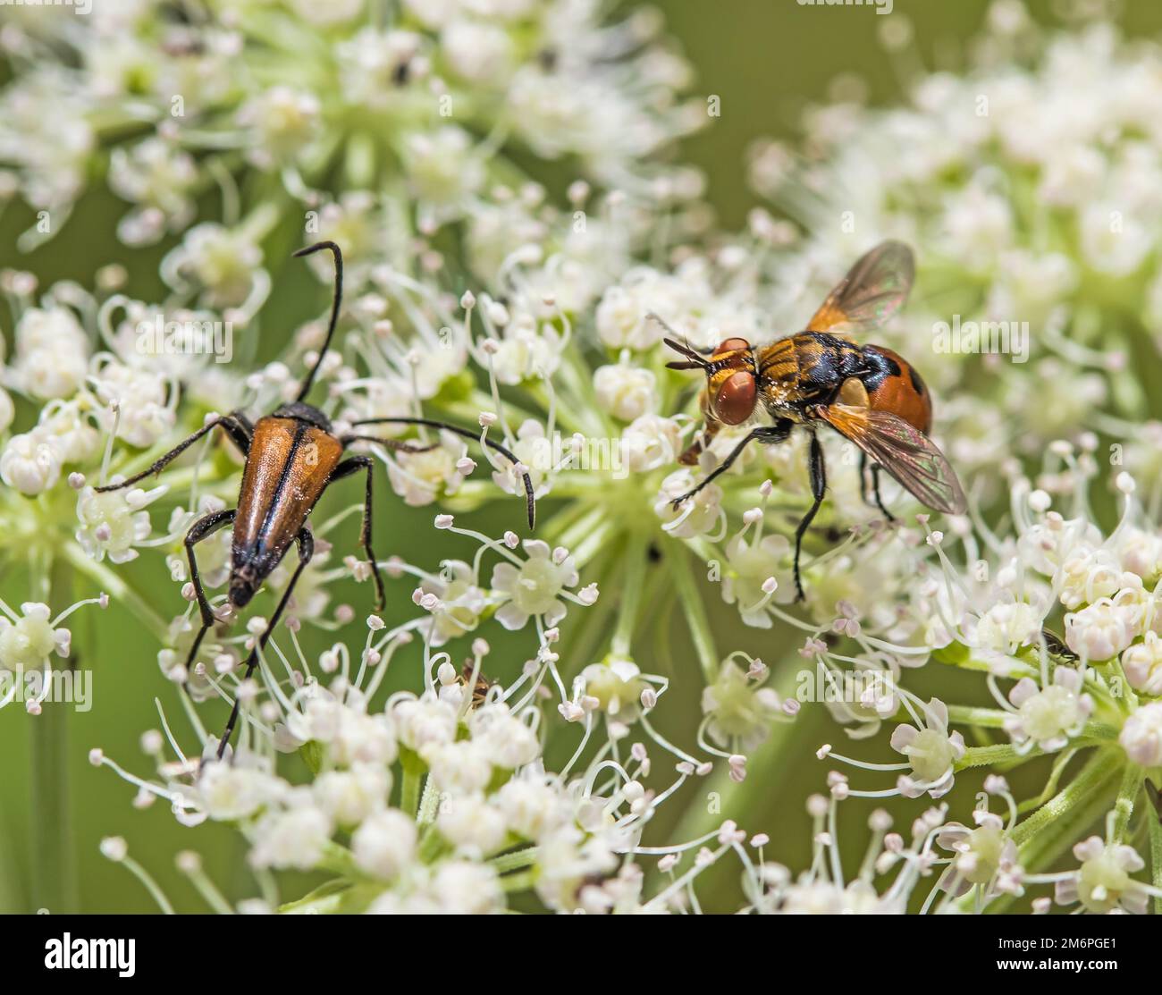 Gymnosoma spec hi-res stock photography and images - Alamy