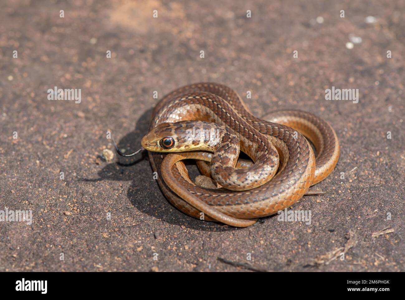 Short snouted grass snake (Psammophis brevirostris Stock Photo - Alamy