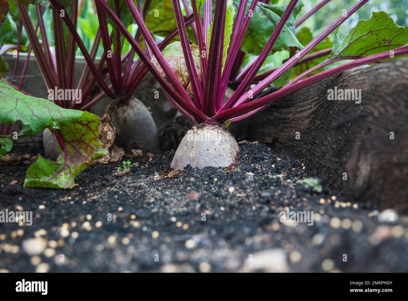 Beet growing in organic homestead vegetable garden, copy space Stock ...