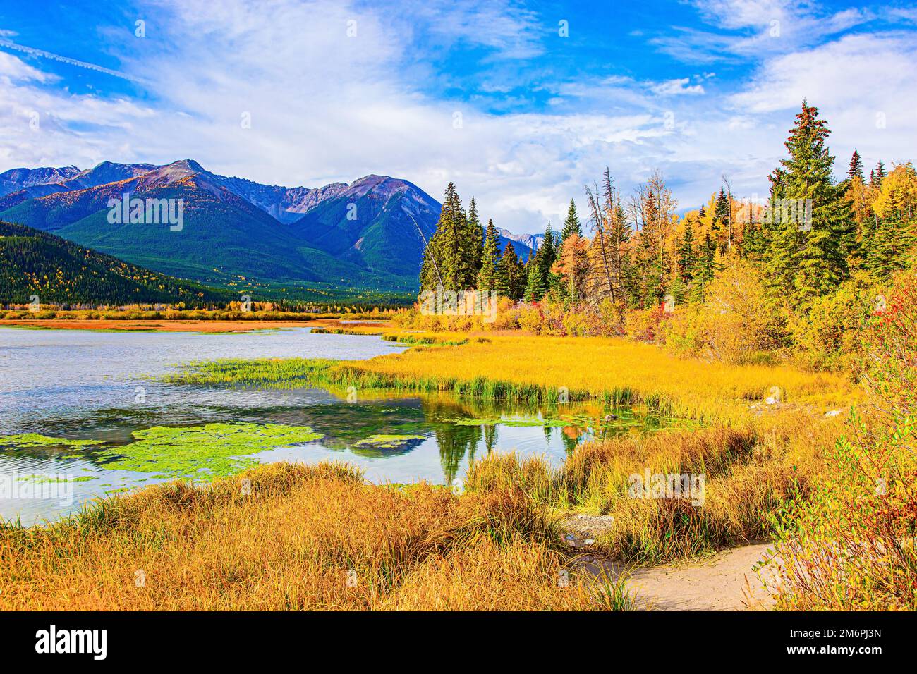 Swamp skyline hi-res stock photography and images - Alamy