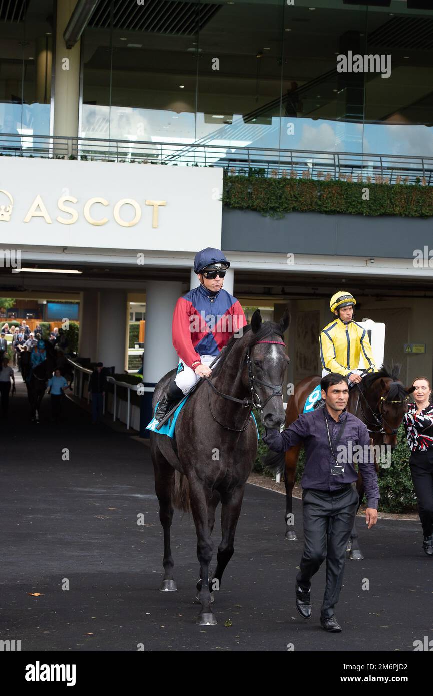 Tiber flow horse hi-res stock photography and images - Alamy