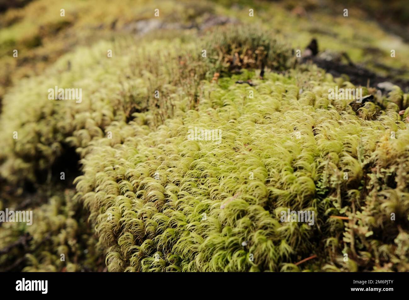 Beautiful green moss in the forest. Tree covered in moss. Green moss ...