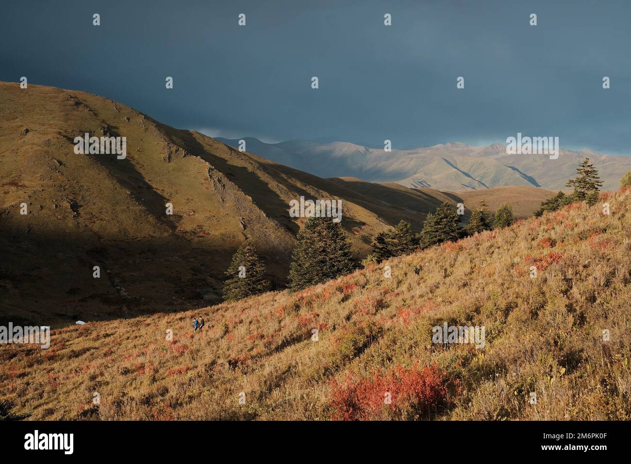 The view of autumn landscape in Tibet. Hilly landscape with trees ...