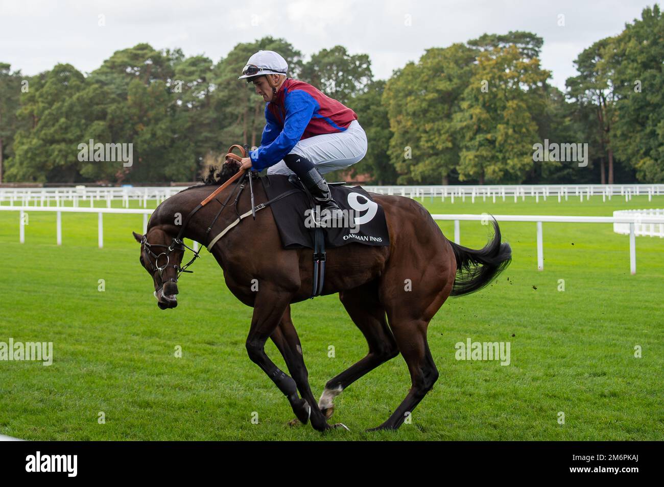 The oakman inns rous stakes hi-res stock photography and images - Alamy