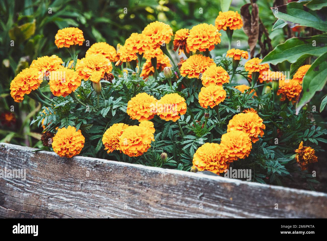 Marigolds flowering border in the flower garden Stock Photo - Alamy