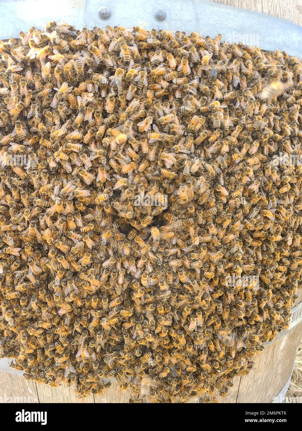 Amazing honey bees swarming and on a wine barrel Stock Photo - Alamy