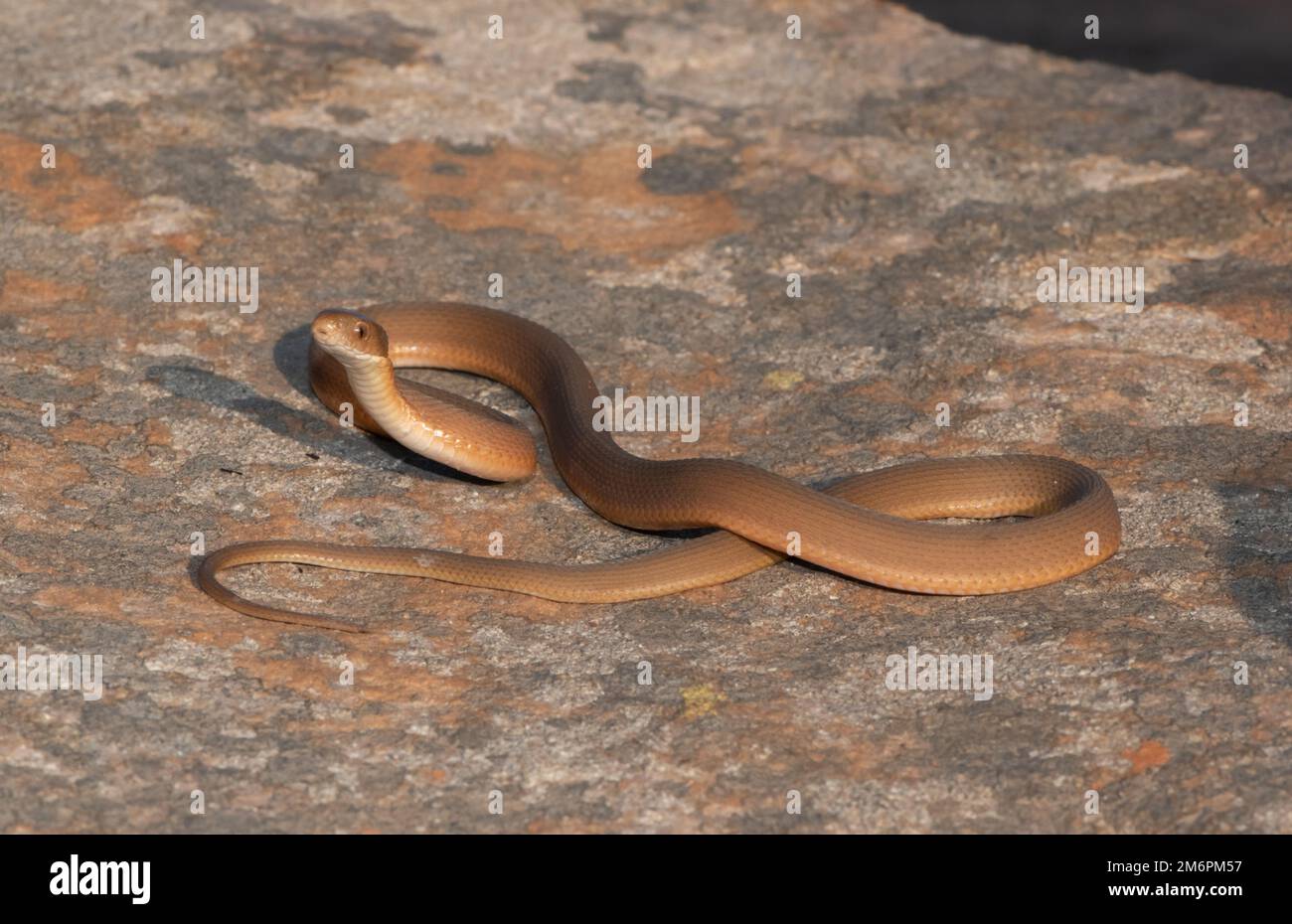 Egg eater snake hi-res stock photography and images - Alamy