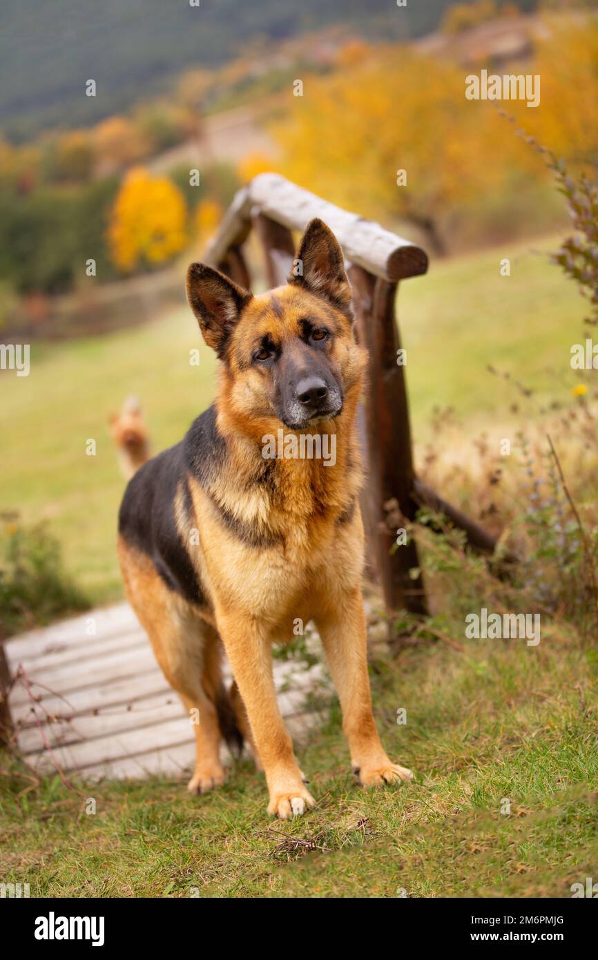 Shepherd calendar hi-res stock photography and images - Alamy