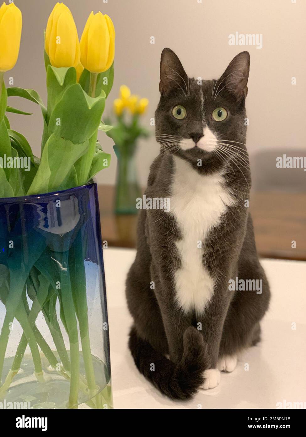 Tuxedo Cat with Yellow Tulips Stock Photo - Alamy