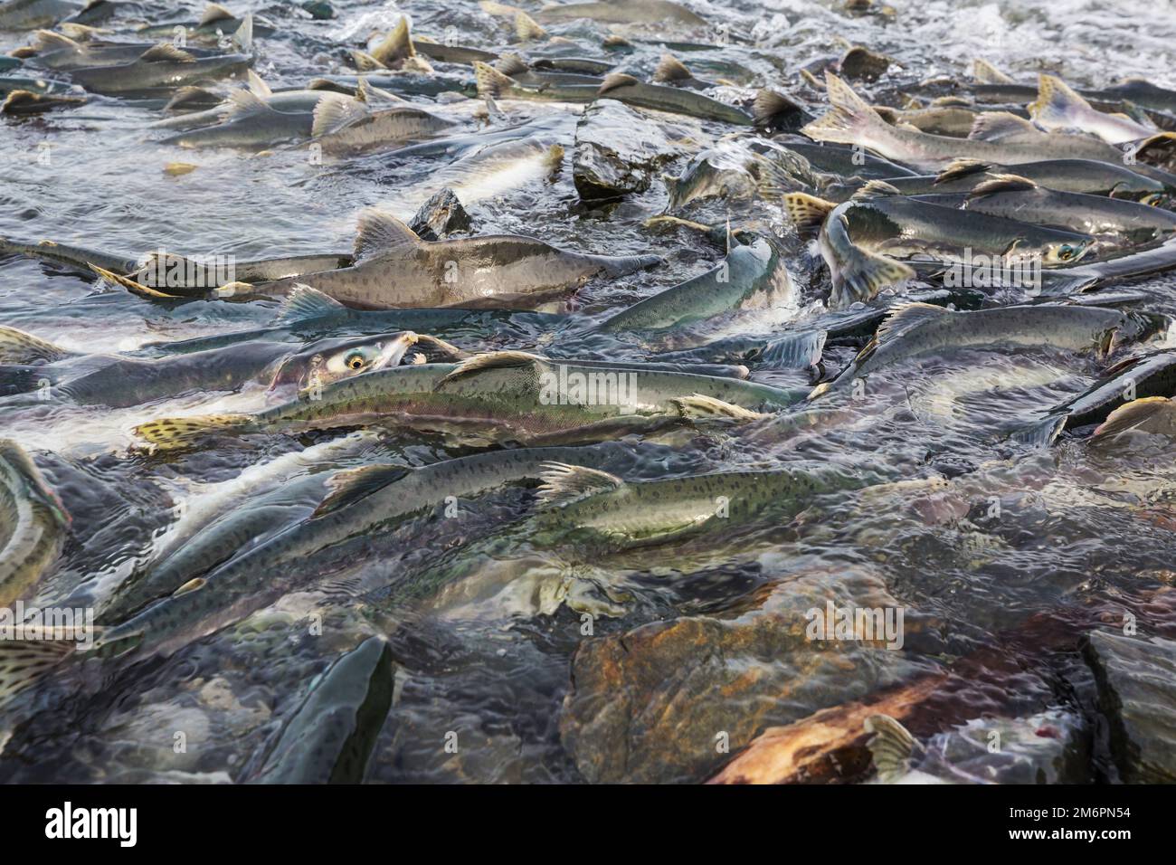 Salmon spawning habitat hi-res stock photography and images - Alamy