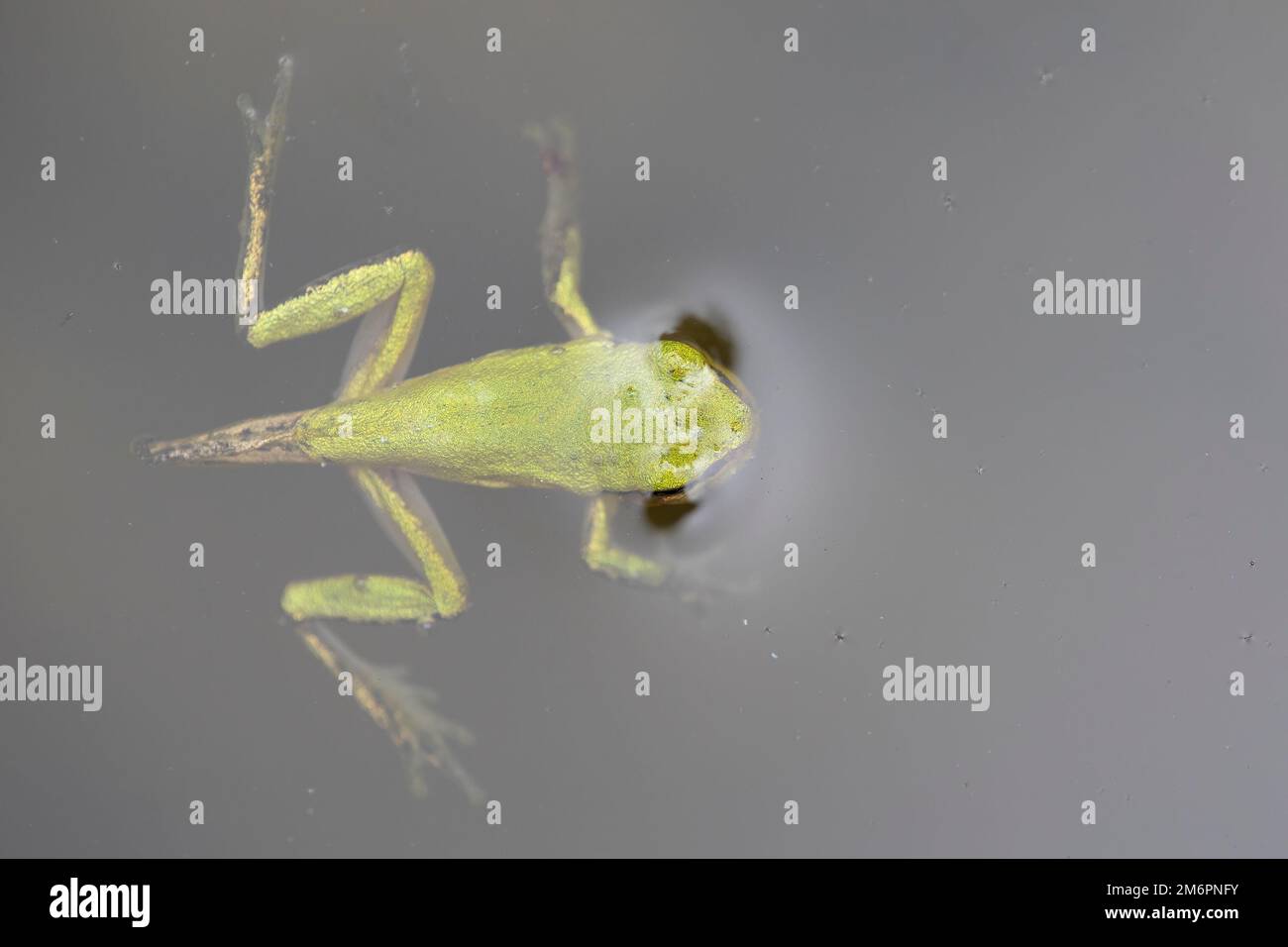 aganella italiana (Hyla intermedia) Italian Tree Frog Stock Photo - Alamy