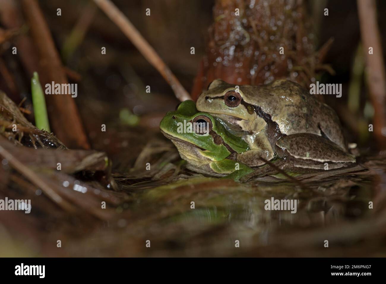 aganella italiana (Hyla intermedia) Italian Tree Frog Stock Photo - Alamy