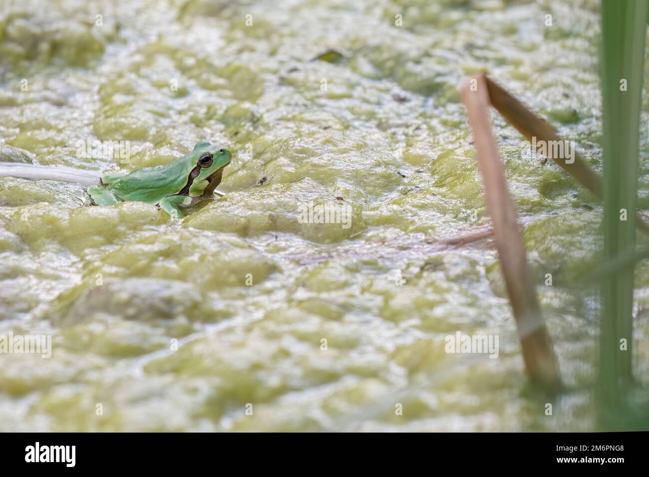 aganella italiana (Hyla intermedia) Italian Tree Frog Stock Photo - Alamy