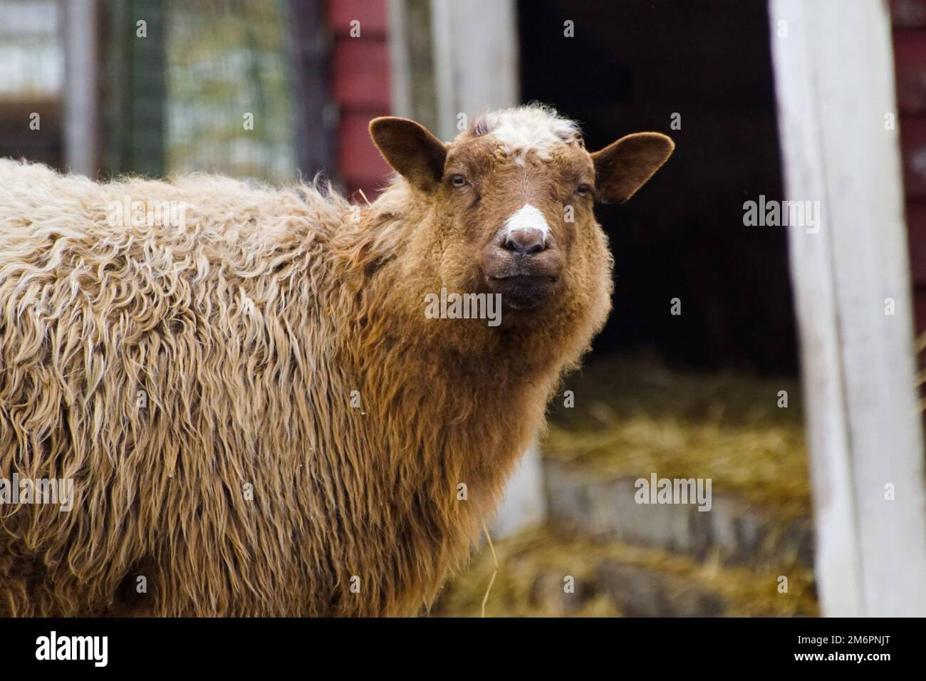 A portrait of sheep standing in farm Stock Photo - Alamy