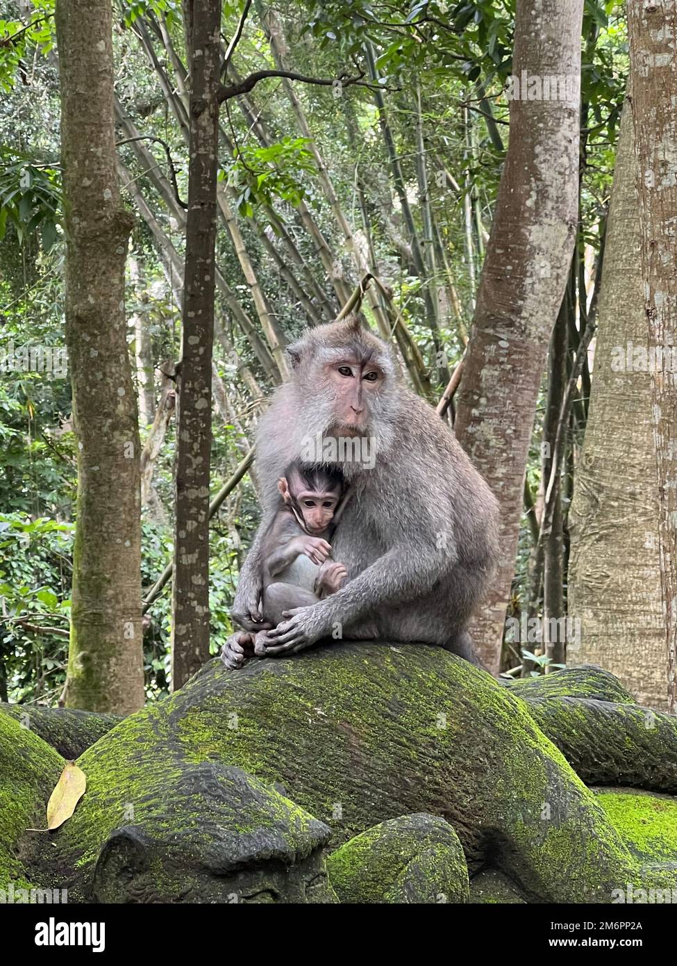 A closeup of a mother and baby Crab-Eating Macaque monkeys on a moss ...