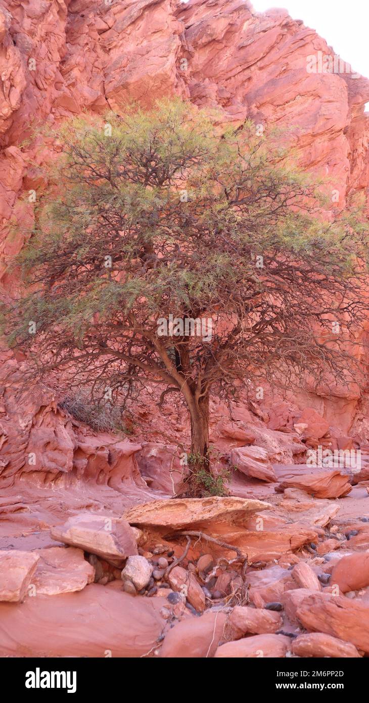 A vertical shot of a tree surrounded by rock formations Stock Photo - Alamy
