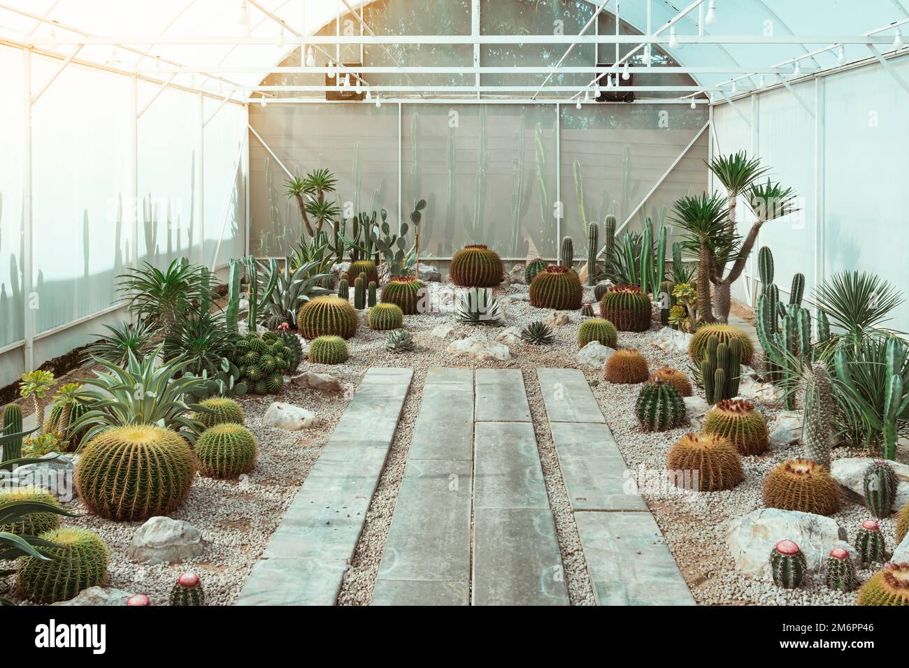 Many cactus plants at cactus farm house.Cultivation of beautiful cactus ...