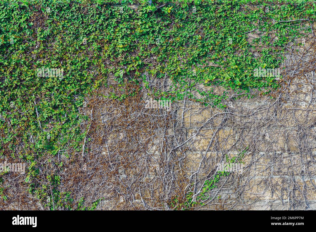 Climbing fig or Creeping fig (Ficus Pumila) the ivy plants are creeping ...