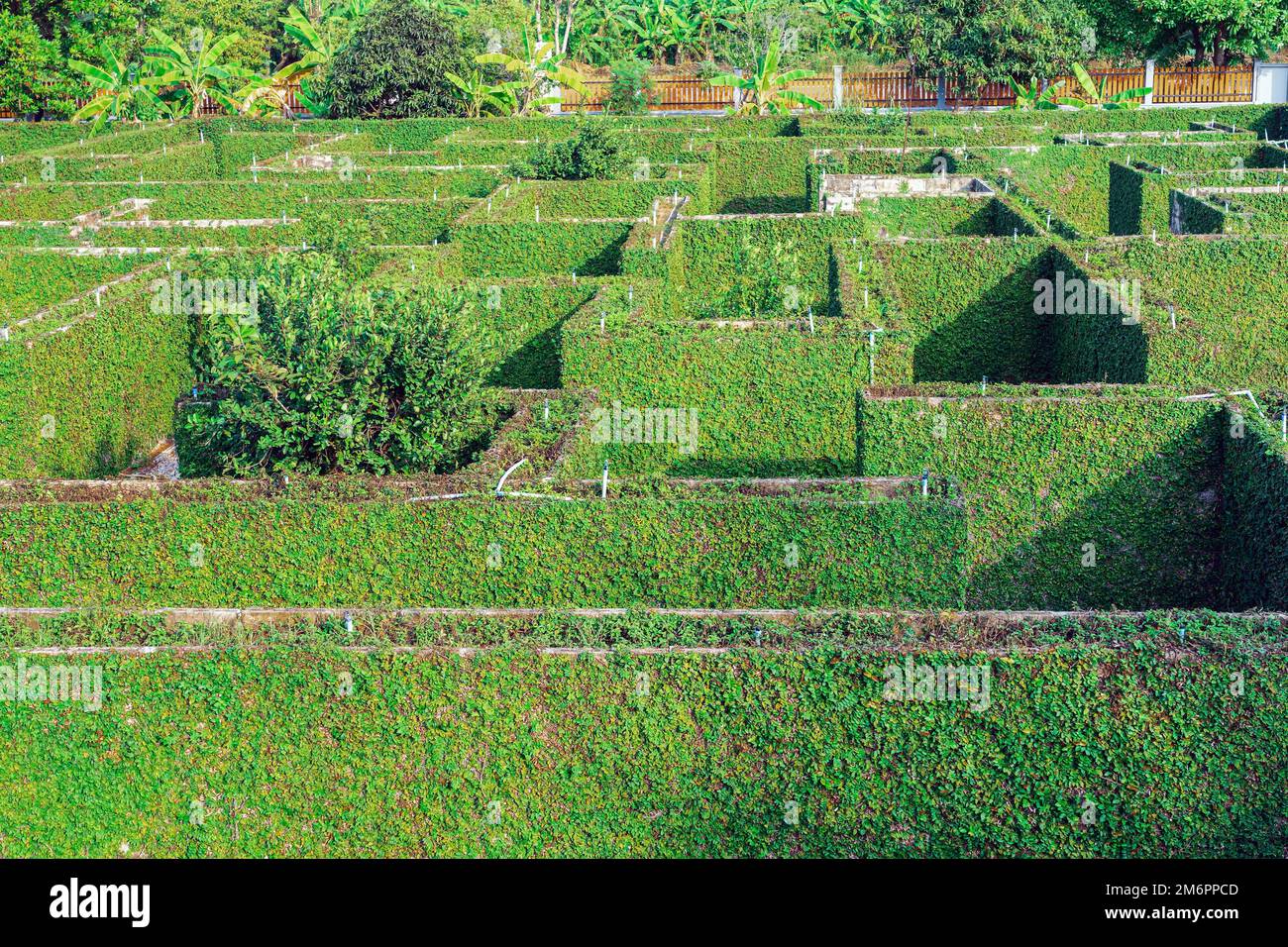 Climbing fig or Creeping fig (Ficus Pumila) the ivy plants are creeping ...