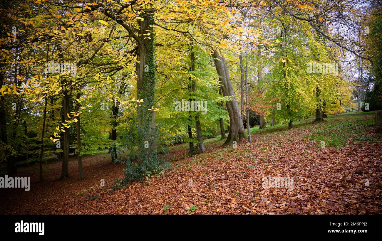 English woodland scene hi-res stock photography and images - Alamy