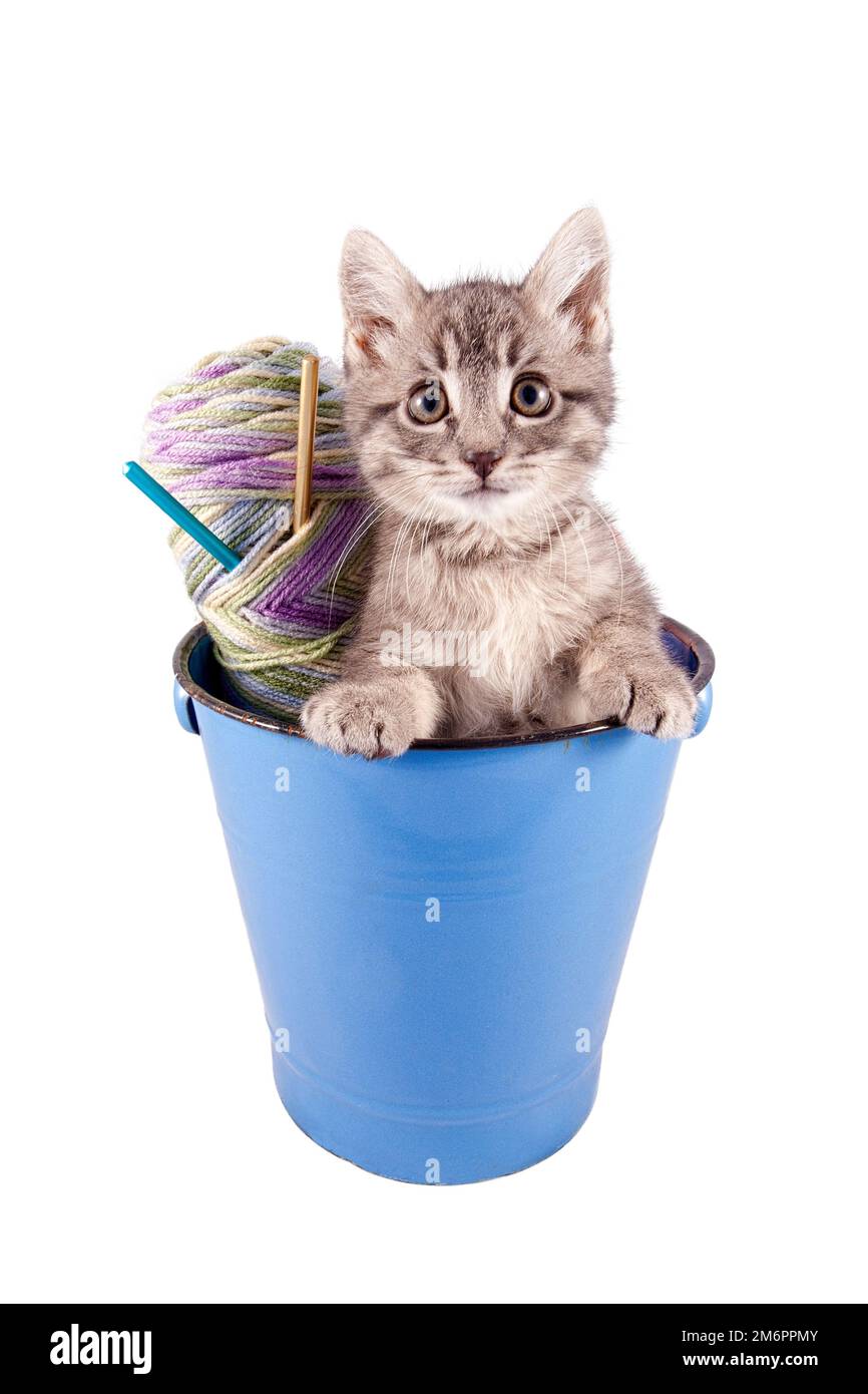Looking into a bucket Cut Out Stock Images & Pictures - Alamy