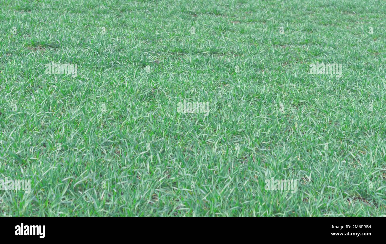 Green field as a background. Green grass in spring Stock Photo - Alamy
