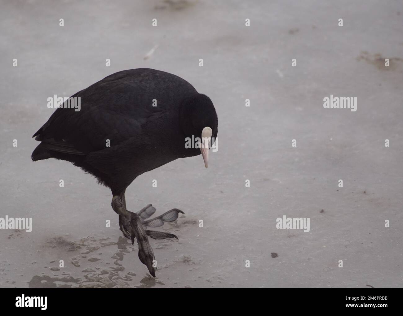 High angle view of bird perching on frozen lake Stock Photo - Alamy
