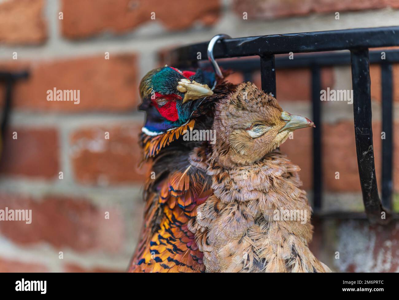 A brace of pheasants, cock (left) and hen, hanging after a pheasant ...