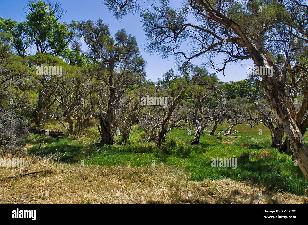 Dry, open forest with gnarled trees and an undergrowth of grass in ...