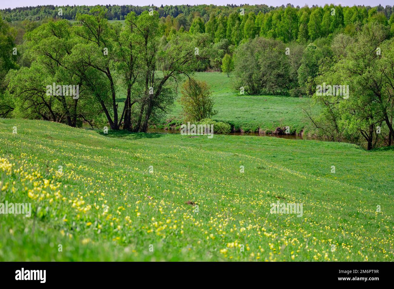 Summer forest landscape Stock Photo - Alamy