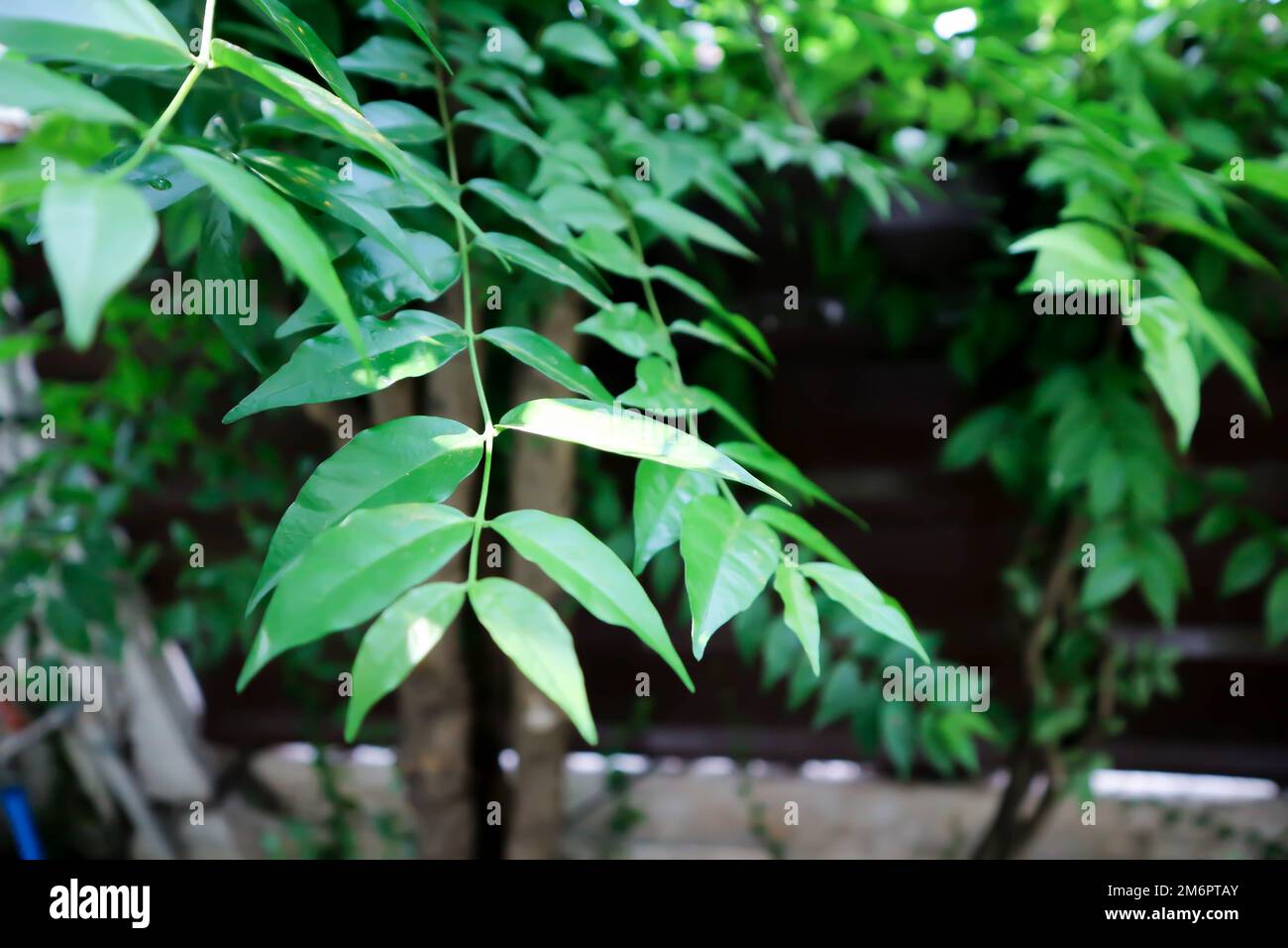 Andaman Satinwood, China Box Tree or Chinese Box wood or Orang ...