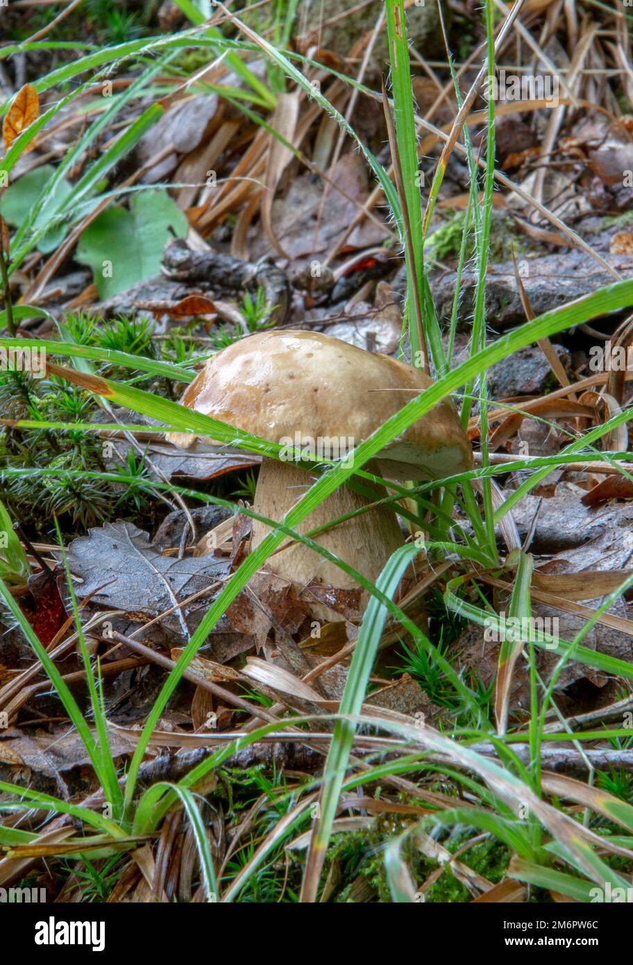 Summer cep mushroom (Boletus reticulatus) growing in the forest. Close ...