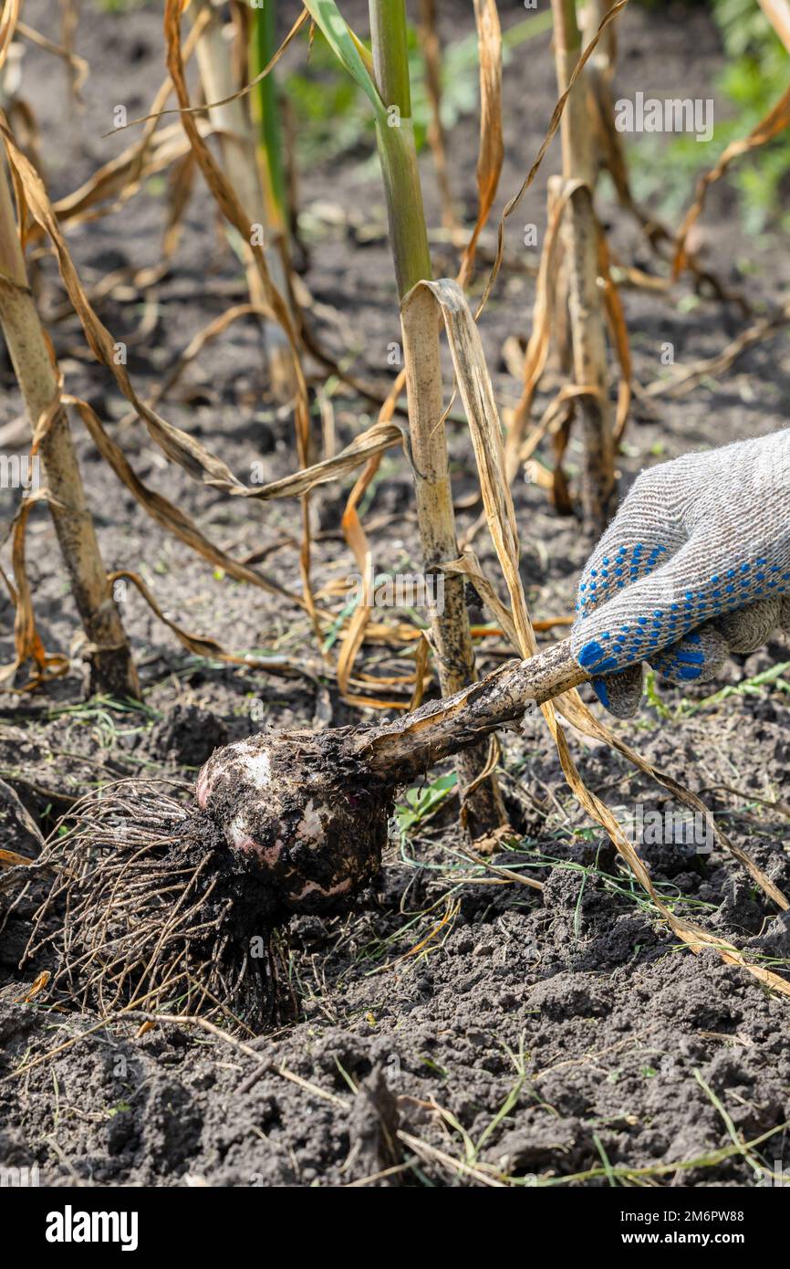 hand pulls garlic out of the ground in the garden. hand pulling out ...
