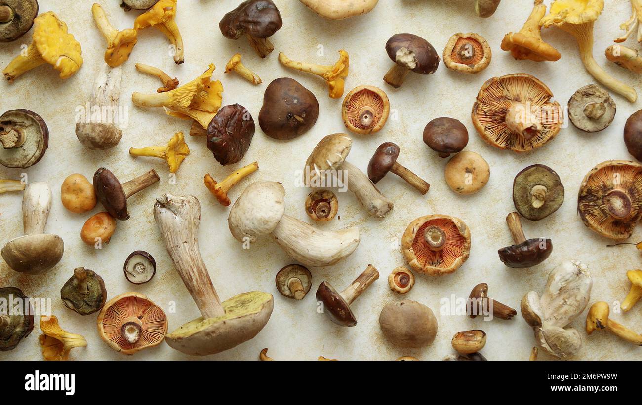 Various kinds of assorted raw mushrooms ready to dry Stock Photo - Alamy