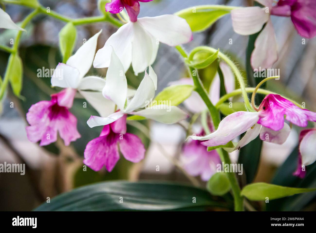 Orchid flower, rare species Stock Photo - Alamy