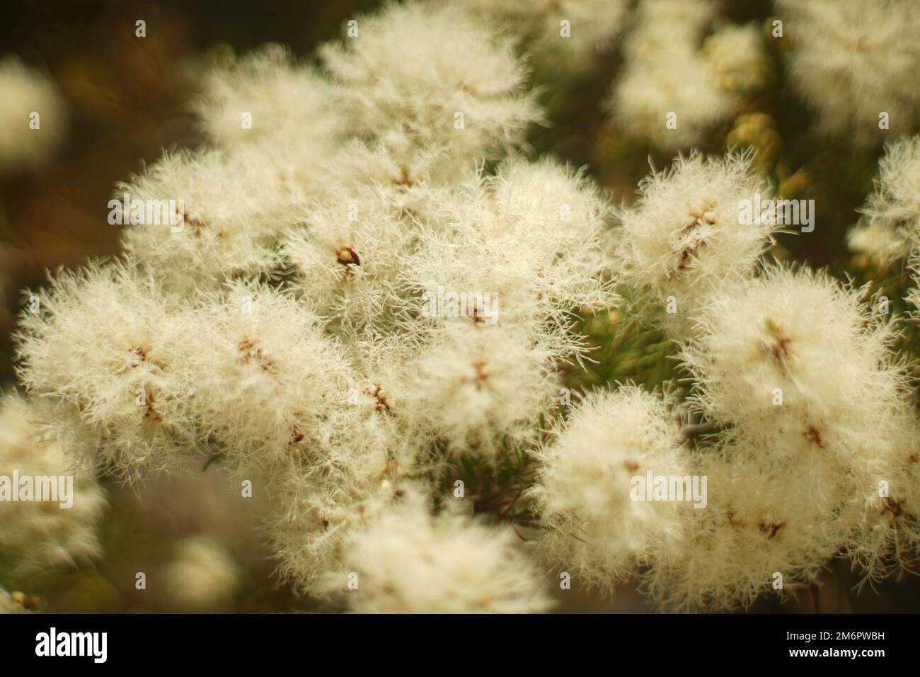 A closeup of a fluffy plant in a botanical garden Stock Photo - Alamy