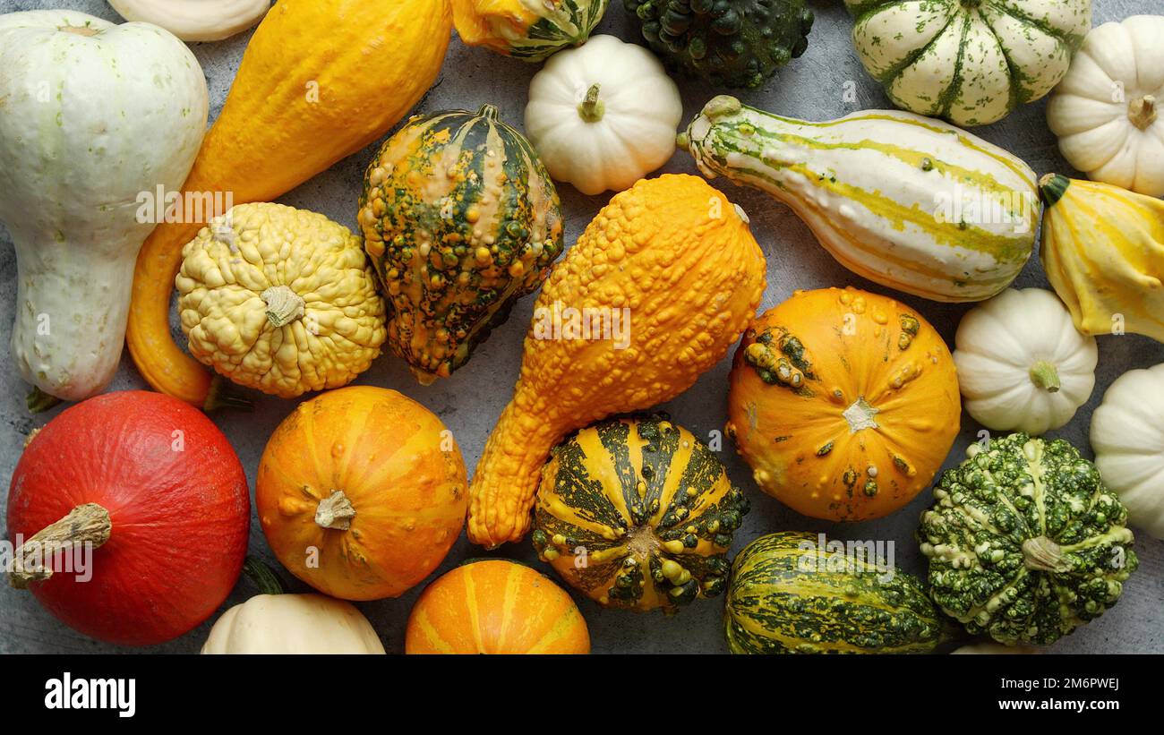 Various green white pumpkins hi-res stock photography and images - Alamy
