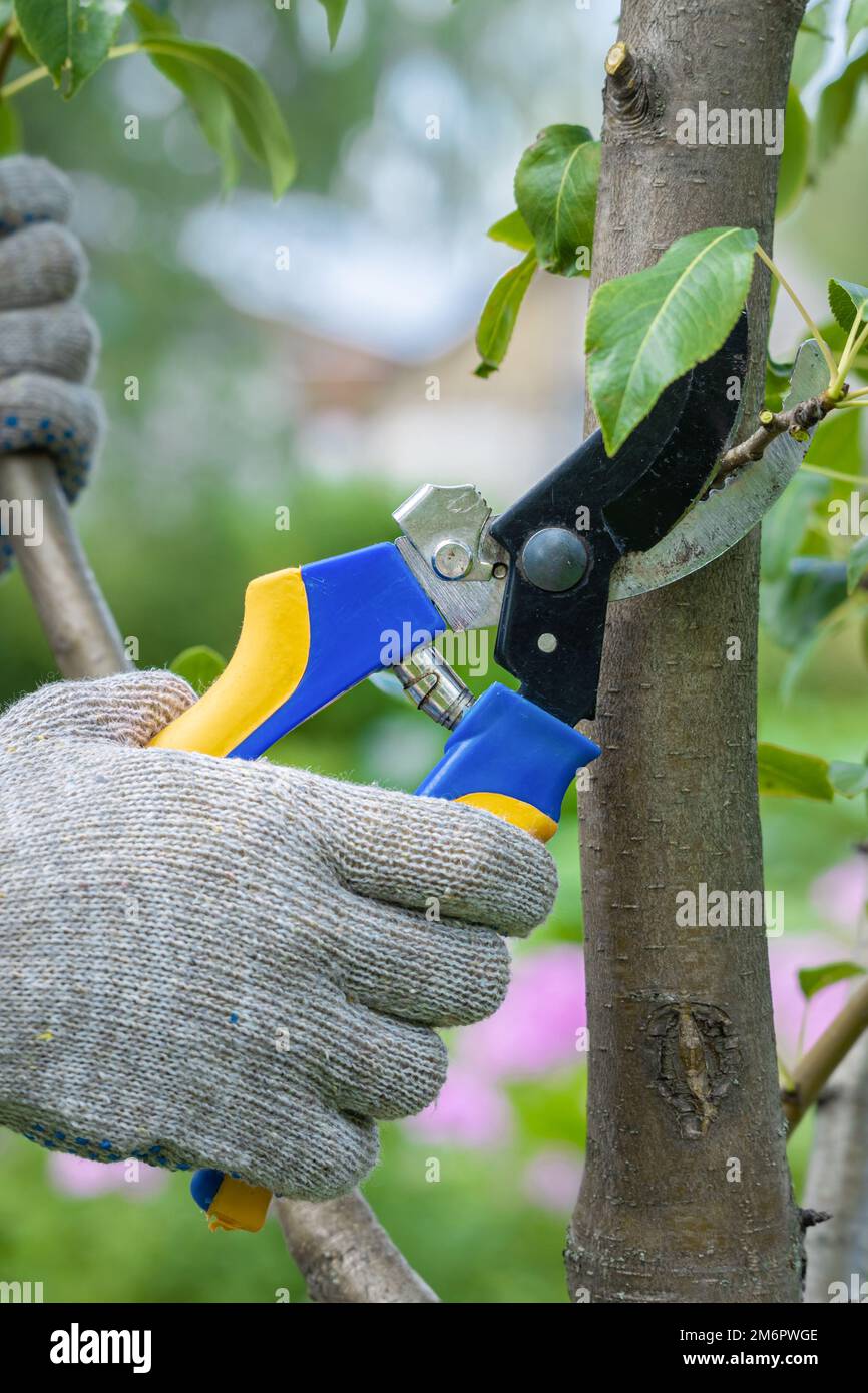 gardener cuts a branch on an apple tree with scissors. man cutting a ...
