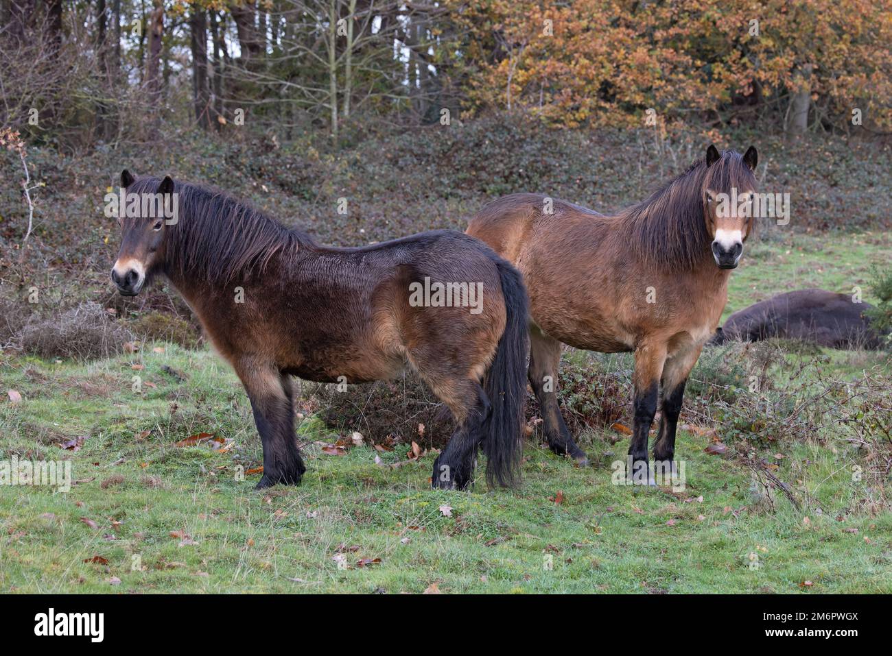Exmoor Pony (Equus ferus caballus) Ken Hill Norfolk UK GB December 2022 ...