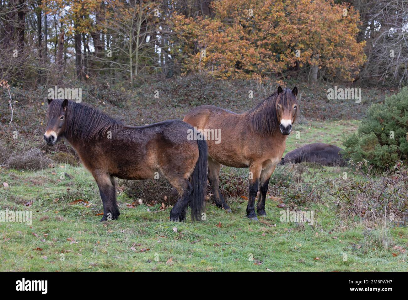 Exmoor Pony (Equus ferus caballus) Ken Hill Norfolk UK GB December 2022 ...