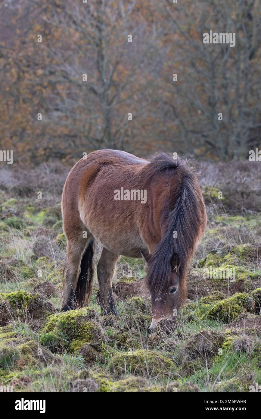 Exmoor Pony (Equus ferus caballus) Ken Hill Norfolk UK GB December 2022 ...