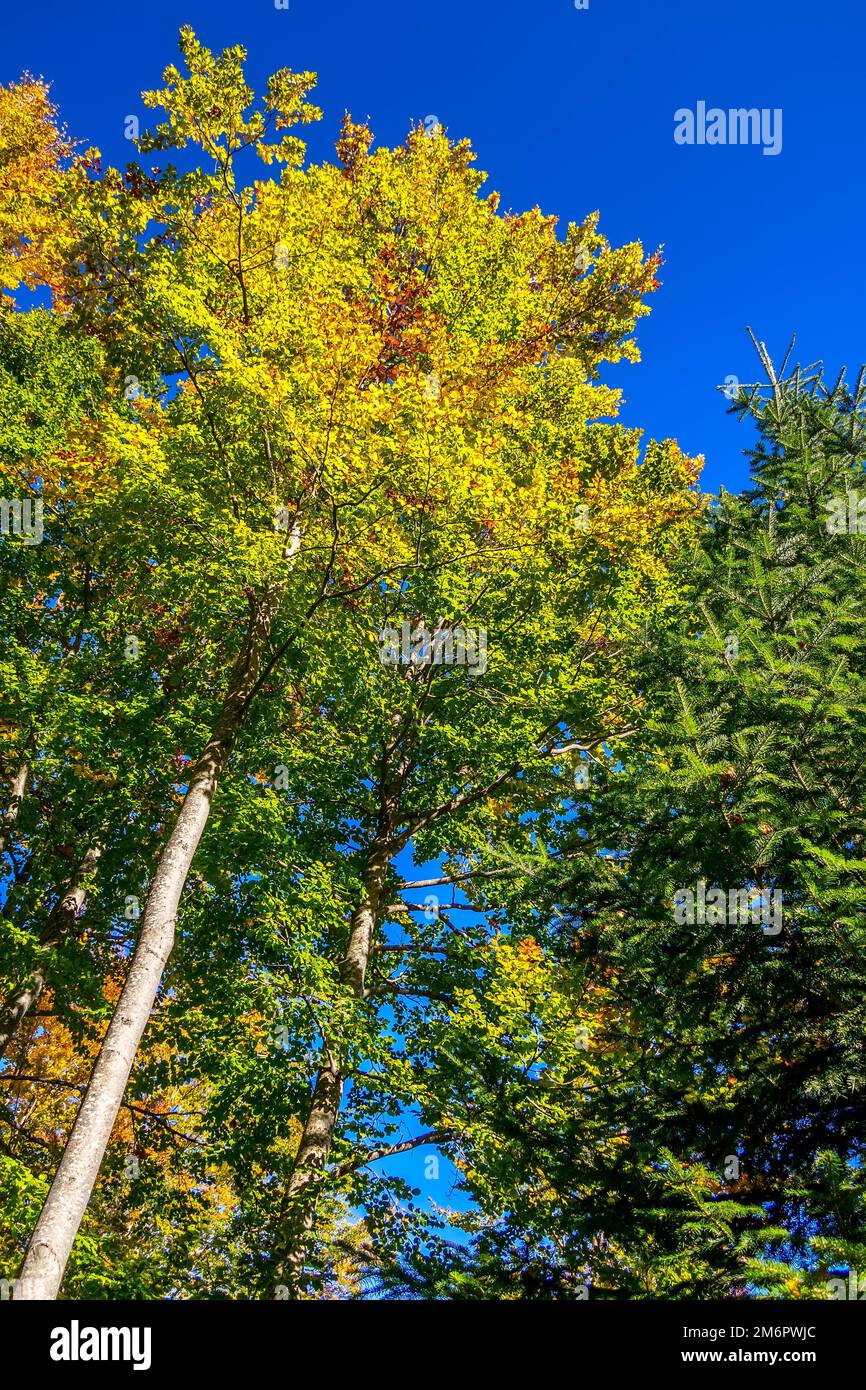 Lush green and yellow trees hi-res stock photography and images - Alamy