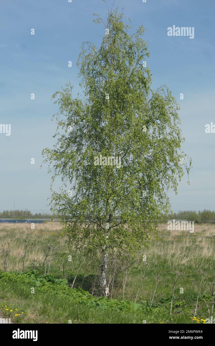 Lone birch hi-res stock photography and images - Alamy