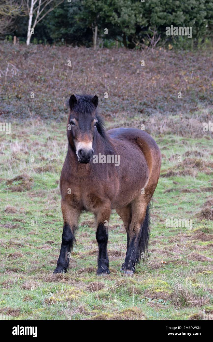 Exmoor Pony (Equus ferus caballus) Ken Hill Norfolk UK GB December 2022 ...
