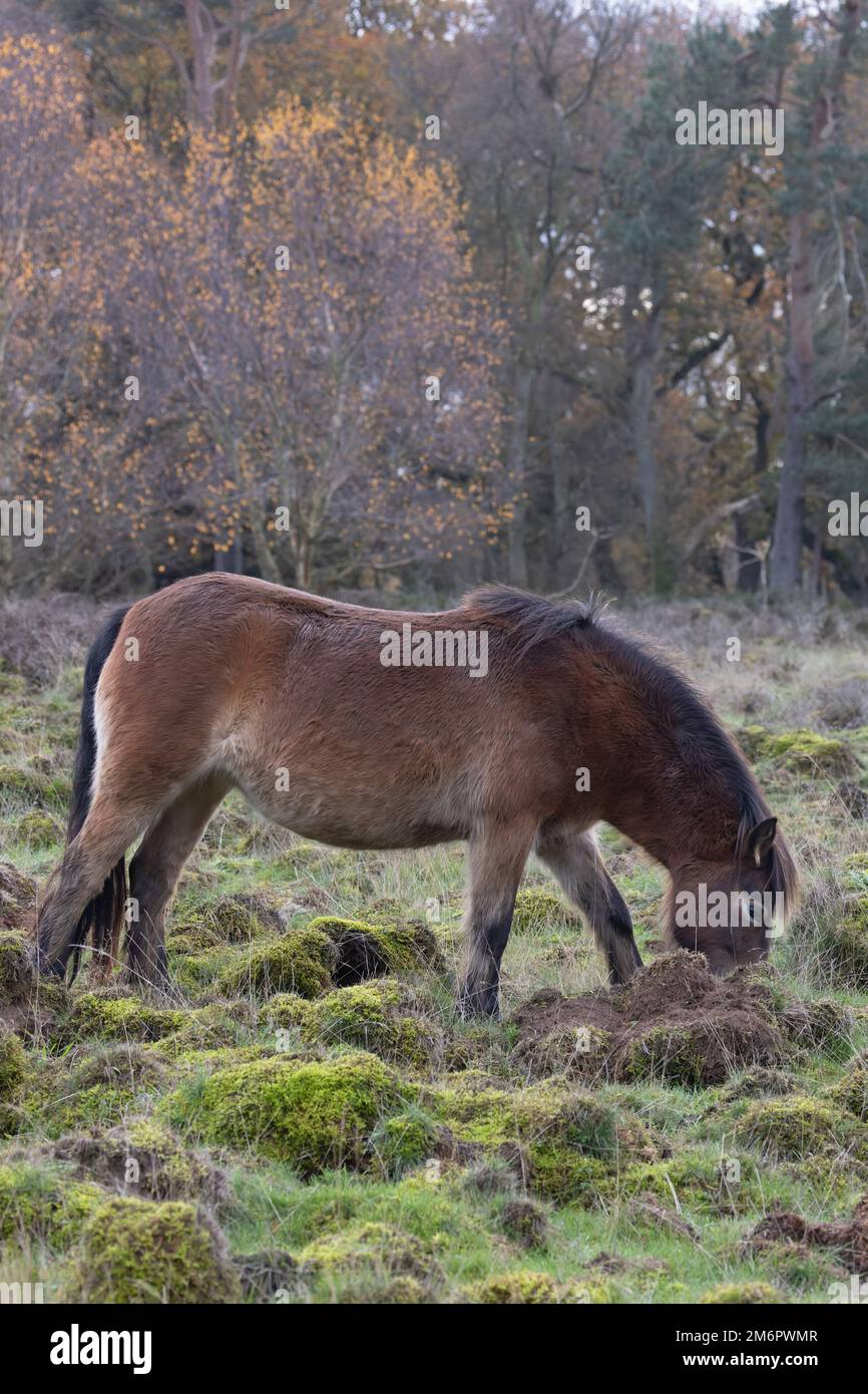 Exmoor Pony (Equus ferus caballus) Ken Hill Norfolk UK GB December 2022 ...