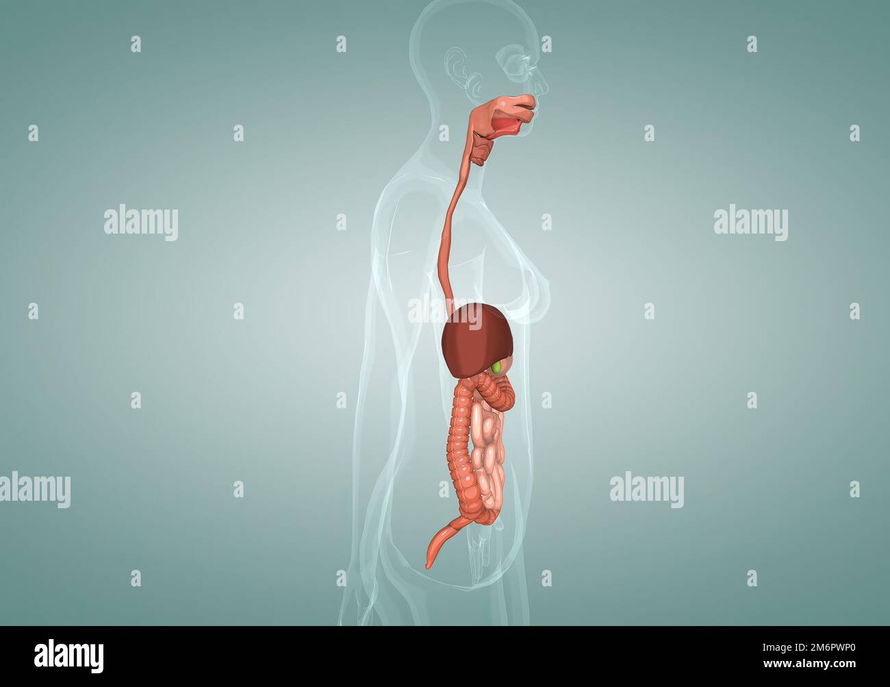 Human digestive system of a female 3d illustration Stock Photo - Alamy