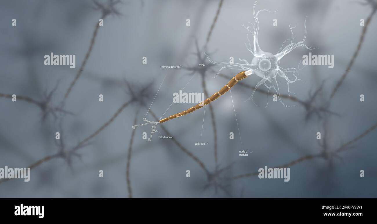 Brain fibers illustration hi-res stock photography and images - Alamy